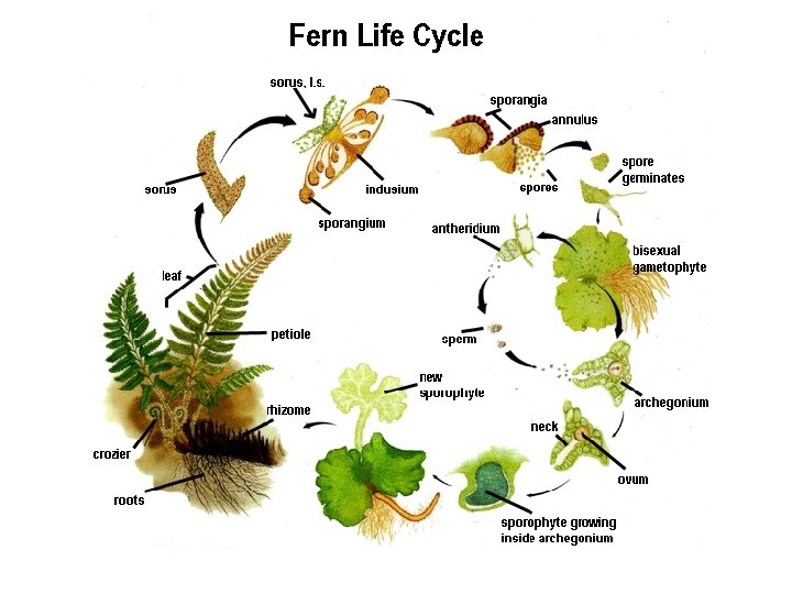 Plant Life Cycles CHAPTER 30 Animals vs Plants