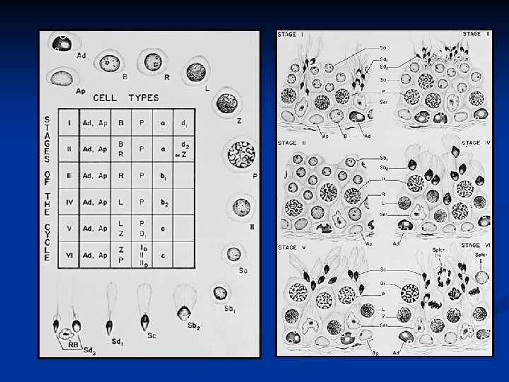 PHYSIOLOGY OF TESTIS HypothalamicPituitaryGonadal Axis Testis dual function