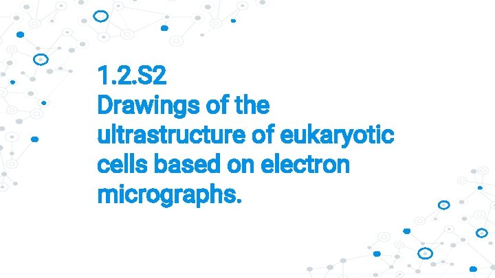 1 2 S 2 Drawings of the ultrastructure