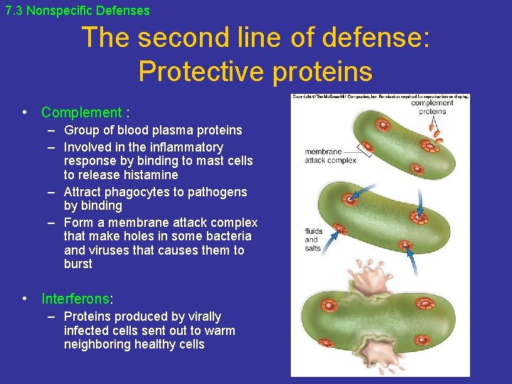 Chapter 7 Lymphatic System and Immunity Points to