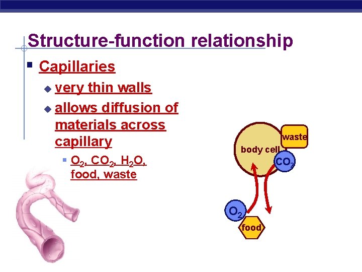 Circulatory System in Animals Regents Biology 2008 2009