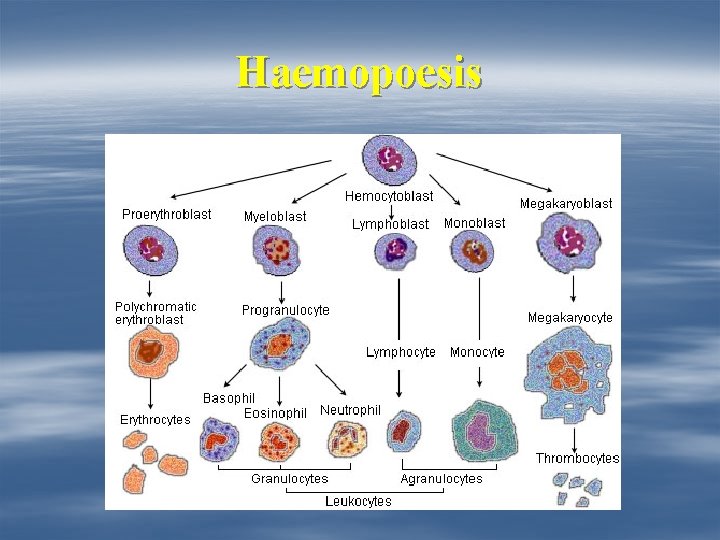 Blood Anna L Kiss Department of Anatomy Histology