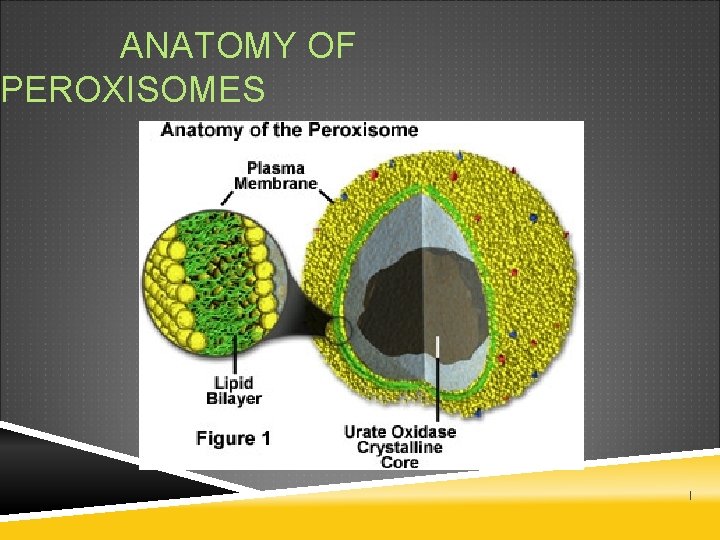 PEROXISOM ES Tamboli A Z F Y B