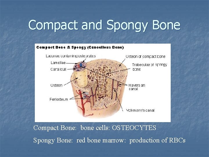 Skeletal System Chapter 8 Functions of the Skeletal