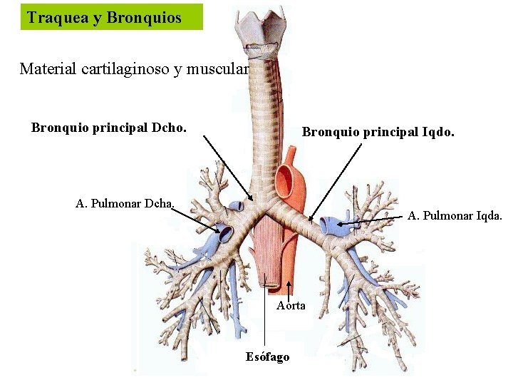 APARATO RESPIRATORIO OBJETIVO INTERCAMBIO GASEOSO Expulsar del cuerpo