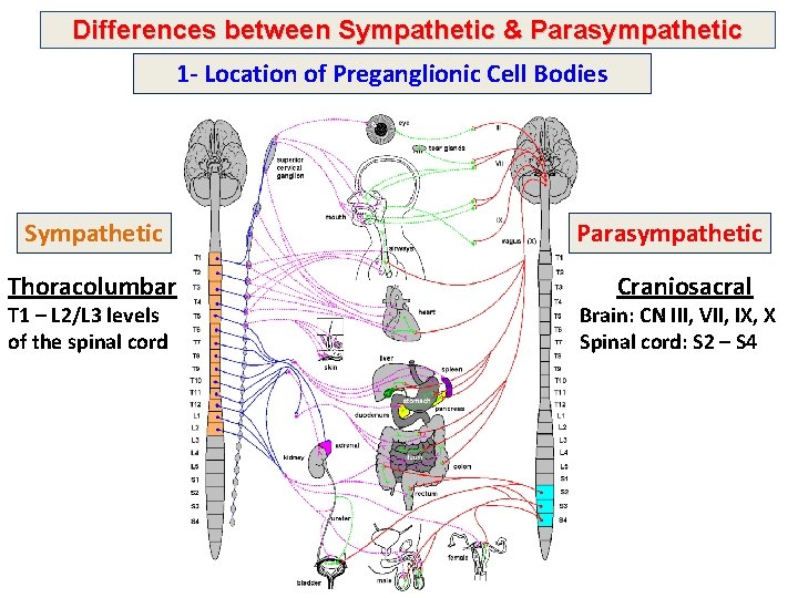 Basic introduction to systemic hypertension By Dr MOHAMED