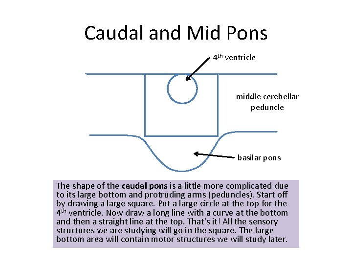 How to Draw Brainstem Sections Use the arrow