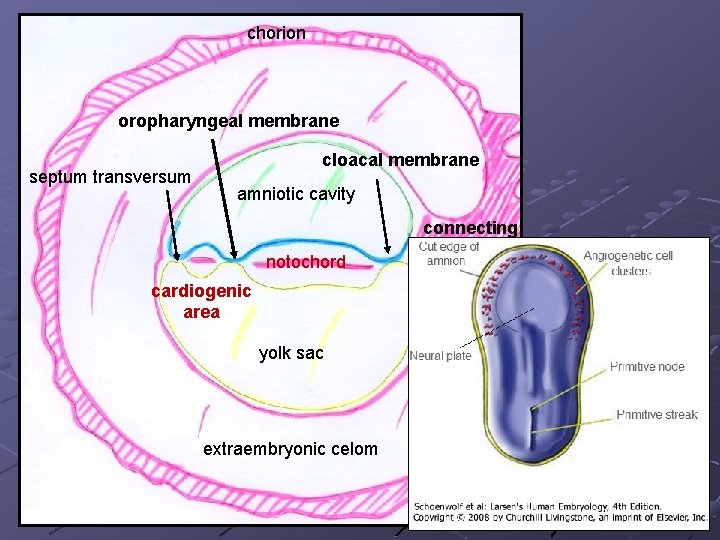 Development of the heart part I Mark Kozsurek