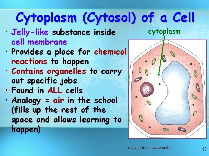 Basic Structure of a Cell copyright cmassengale 1