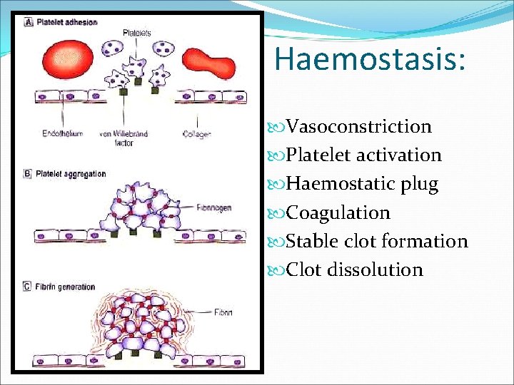 Hemostasis Coagulation Ahmad Sh Silmi Msc Hematology FIBMS