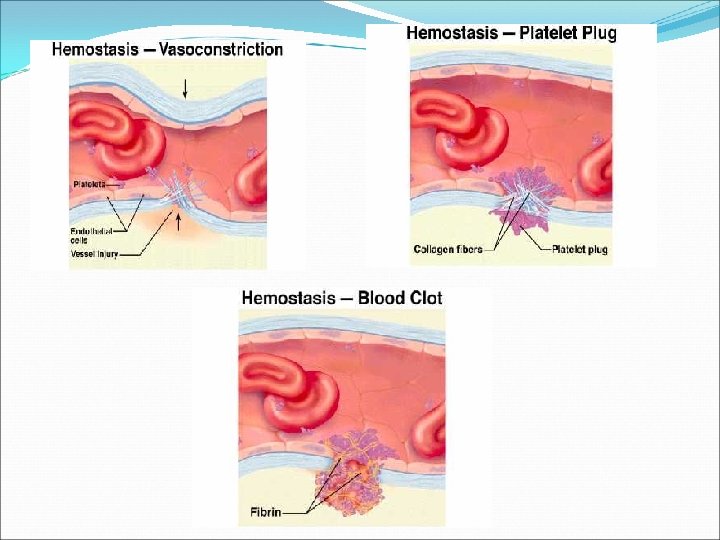 Hemostasis Coagulation Ahmad Sh Silmi Msc Hematology FIBMS