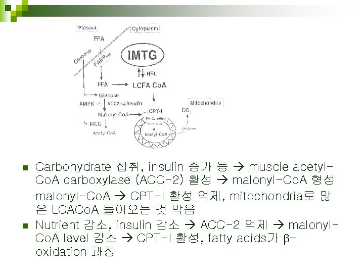67 Triglyceride in Muscle Insulin resistance and intramyocellular
