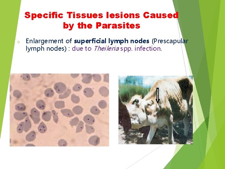 Specific Tissues lesions Caused by the Parasites Practical