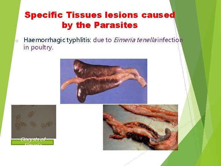 Specific Tissues lesions Caused by the Parasites Practical