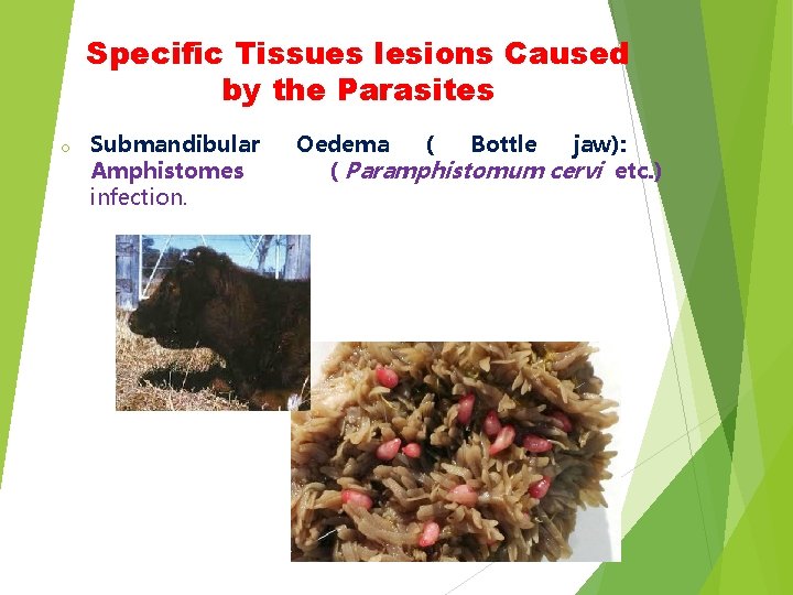 Specific Tissues lesions Caused by the Parasites Practical