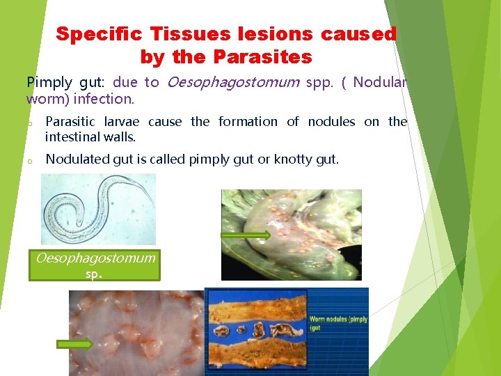 Specific Tissues lesions Caused by the Parasites Practical