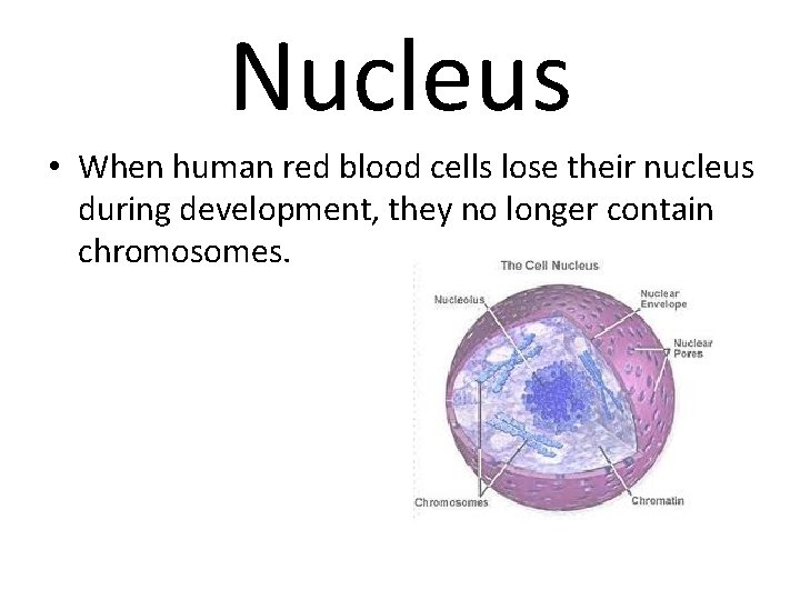 Biology Benchmark II Cells and Organisms Compound Microscope