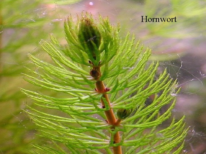 Overview of Plants Honors Biology Adaptations n n