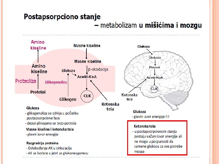 METABOLIZAM UGLJENIH HIDRATA GLAVNI PUTEVI KORIENJA GLUKOZE U