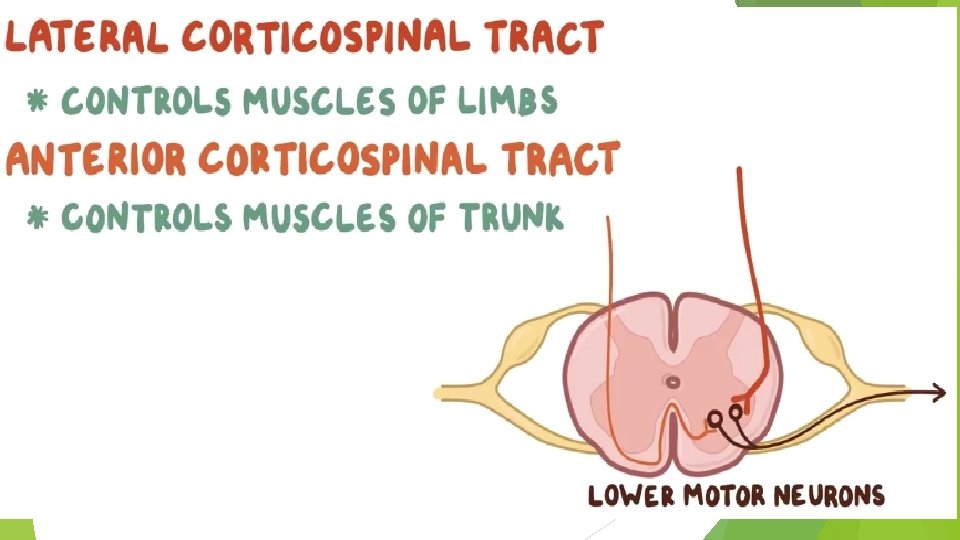 Sensory and Motor Pathways AMER ALBALAH SOME ANATOMY