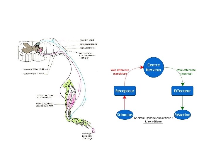 Universit de Badji Mokhtar de Annaba Facult de