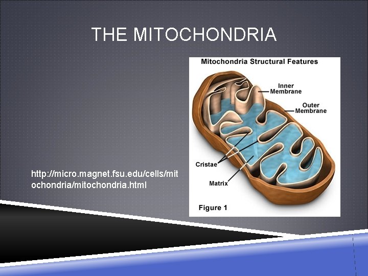 THE CELL BIOLOGY 11 ADVANCED THE CELL THEORY