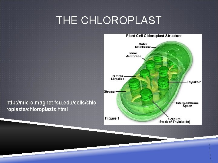 THE CELL BIOLOGY 11 ADVANCED THE CELL THEORY