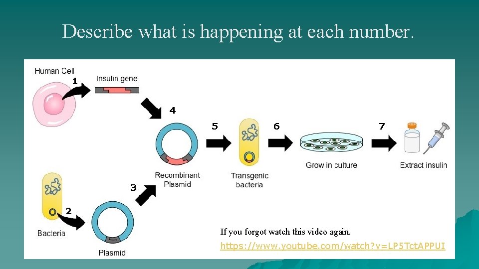 Genetic Engineering Part 2 Applications of Recombinant DNA