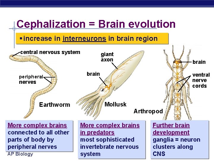 Nervous Systems Brain Development AP Biology 2007 2008