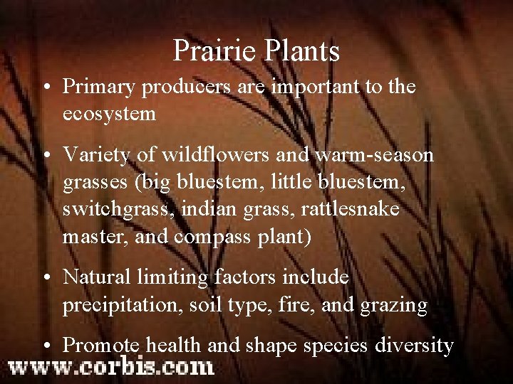 Prairie Restoration ENTS 110 Final Presentation Ben Lum