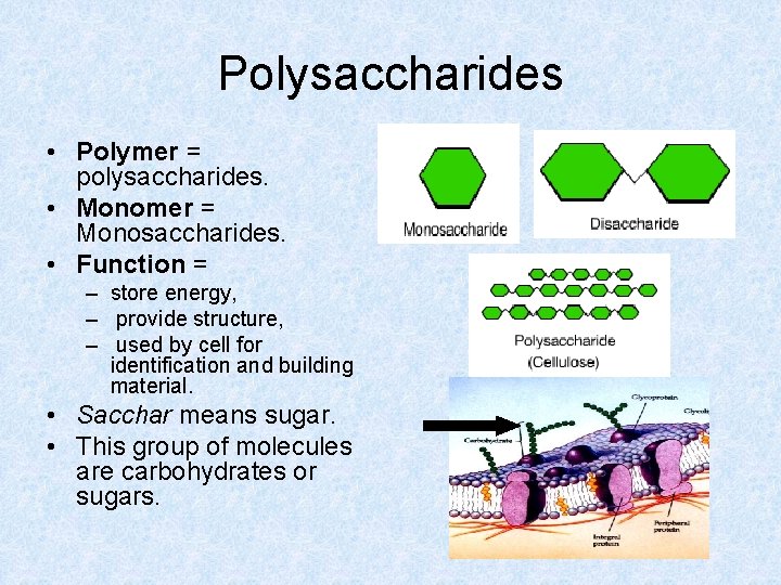 LN 6 Life Substances How are cells organized