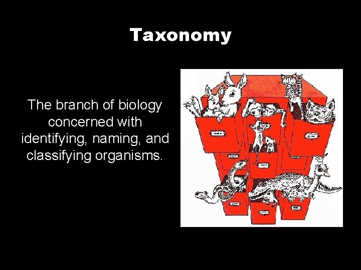 Classification of Living Things By Karl Fernandez Taxonomy