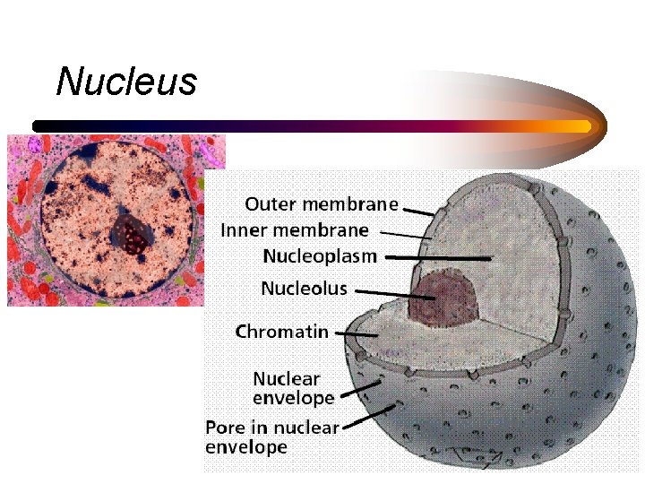 Organelle Structure and function Advanced Higher Biology Cell