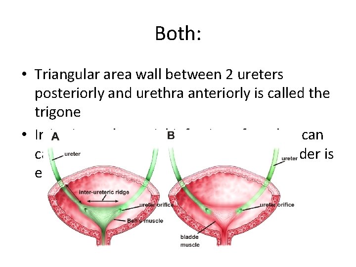 The Urinary System Tubular Reabsorption when water and