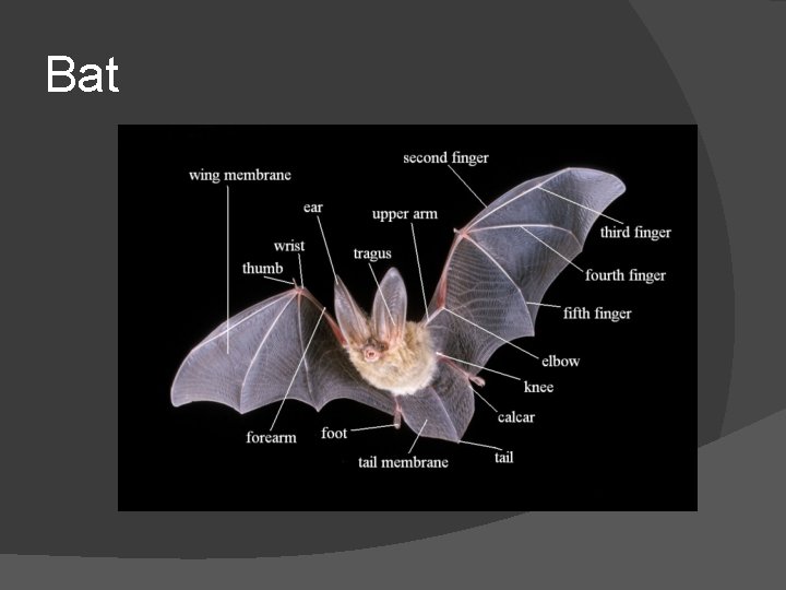 LIFE PROCESSES BAT KINGDOM Animalia PHYLUM Chordata CLASS