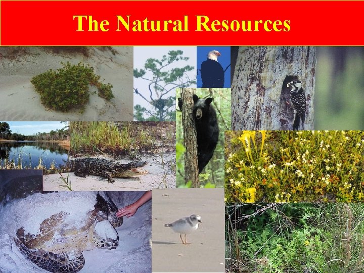 Marine Corps Base Camp Lejeune INRMP Approach and