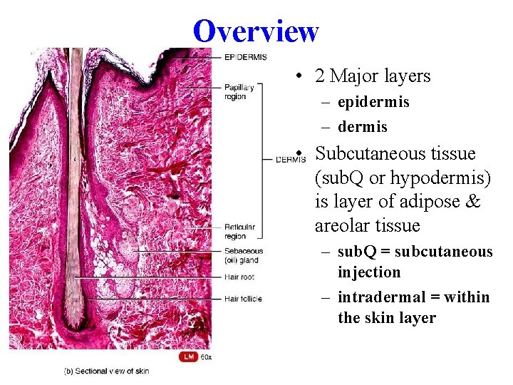 Integumentary System Functions of the Integumentary System protection