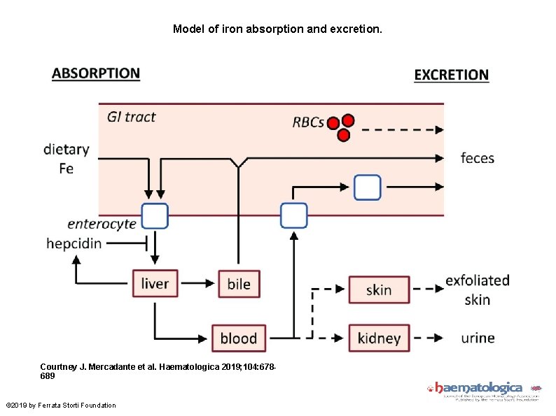 Gastrointestinal iron excretion and reversal of iron excess
