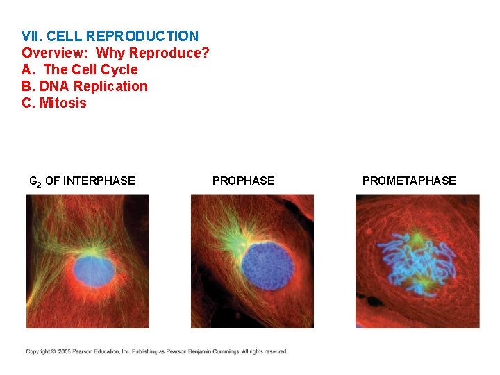Cell Reproduction Lab I CELL REPRODUCTION Why Reproduce