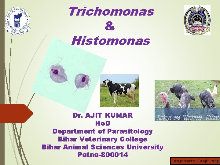 Trichomonas Histomonas Dr AJIT KUMAR Ho D Department