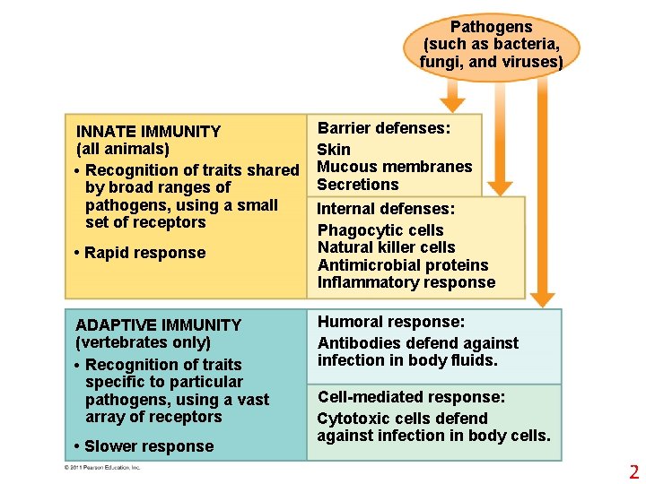 1 Pathogens such as bacteria fungi and viruses