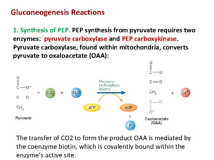 Lesson 3 PartII Carbohydrate Metabolism FATE OF PYRUVATE