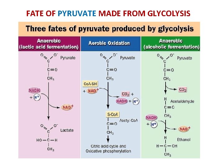 Lesson 3 PartII Carbohydrate Metabolism FATE OF PYRUVATE