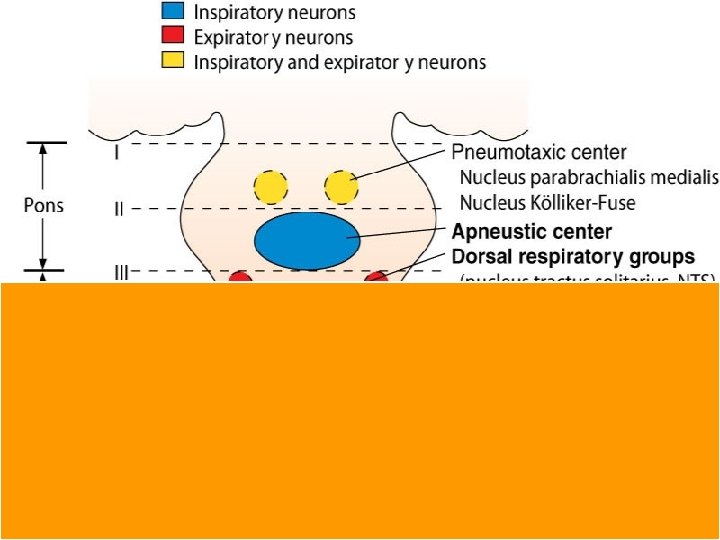 Module J Control of Ventilation Chapter 11 Beachey