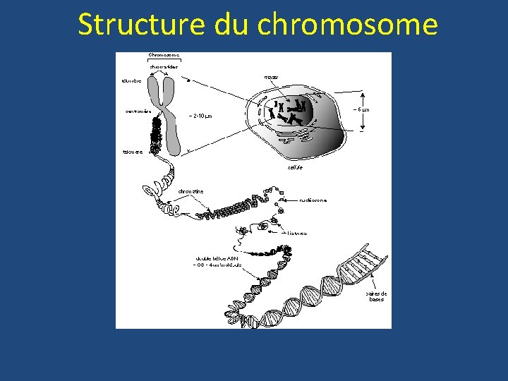 Structure du chromosome Hlne ZATTARA Structure du chromosome