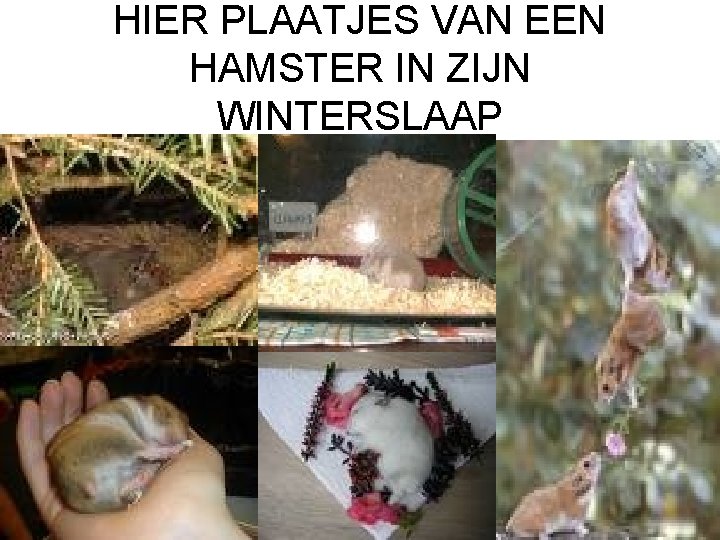HAMSTERS SPREEKBEURT VAN LISA HET GAAT OVER HAMSTERS