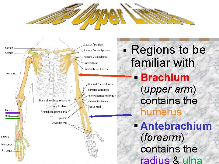 HUMAN ANATOMY The Appendicular Skeleton Ch 8 LATIN