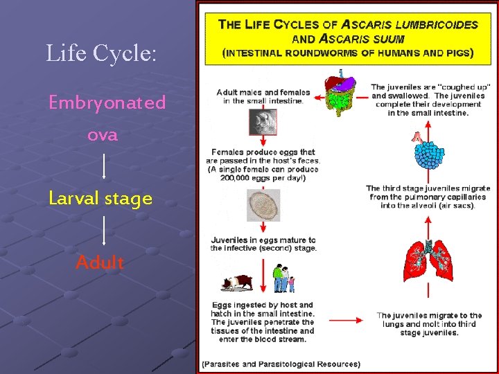 ASCARIASIS Roundworm Infection Definition Infection caused by parasite