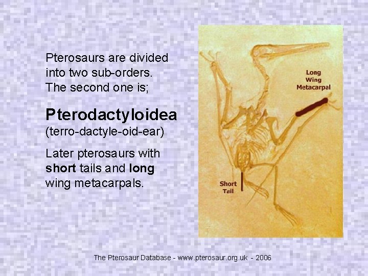 Fossil Pterosaurs The Pterosaur Database www pterosaur org