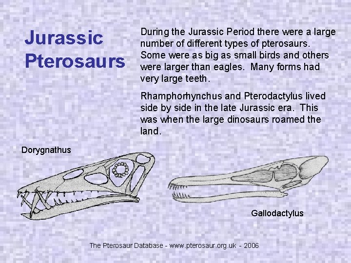 Fossil Pterosaurs The Pterosaur Database www pterosaur org